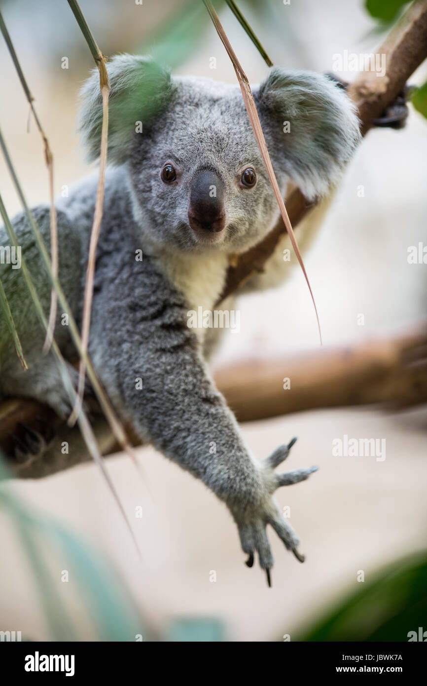 Koala on a tree with bush green background Stock Photo - Alamy