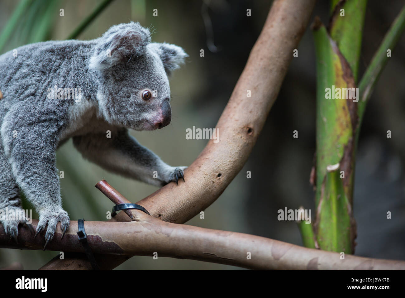 Koala on a tree with bush green background Stock Photo - Alamy