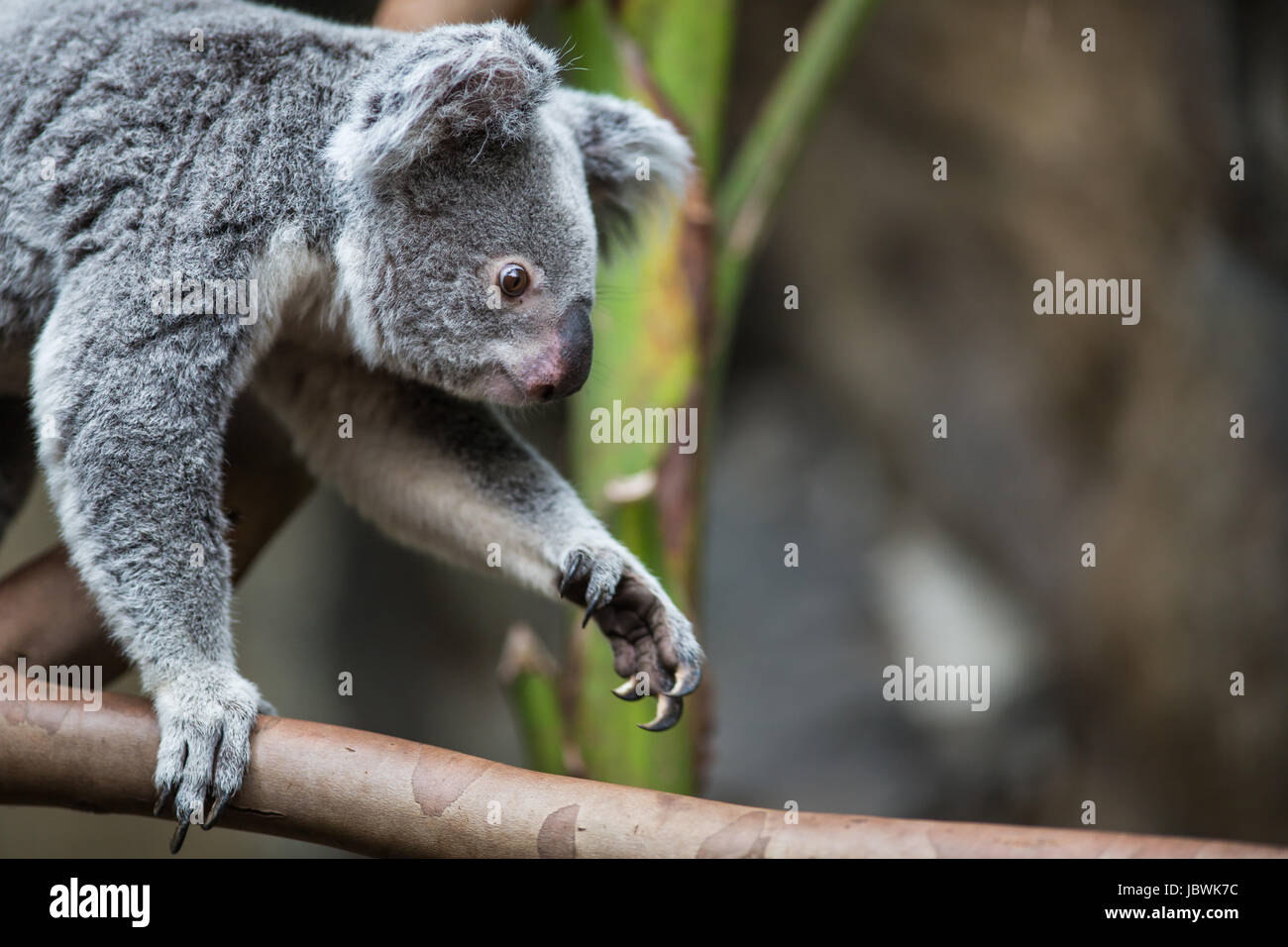 Koala on a tree with bush green background Stock Photo - Alamy
