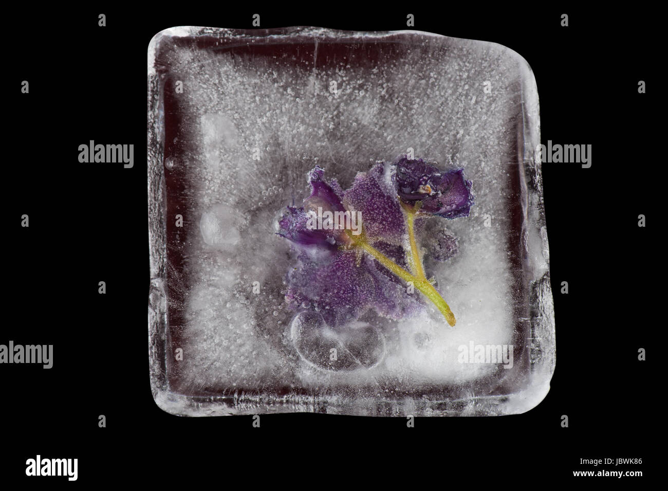 Beautiful violet flowers frozen at ice Stock Photo - Alamy