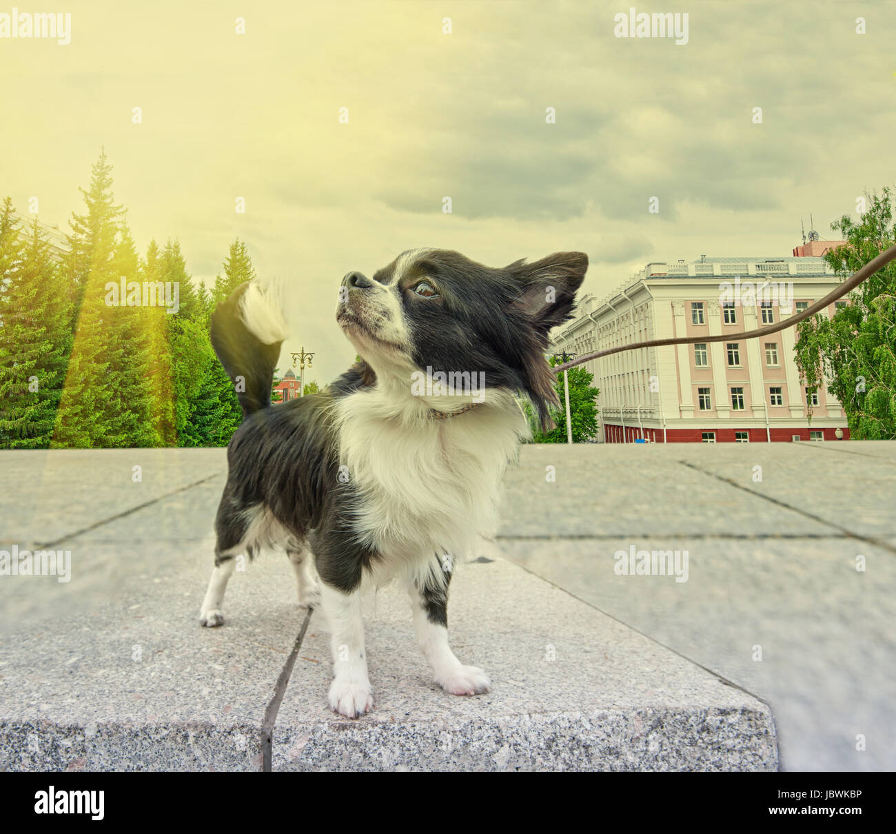 dog in the city background, walking with chihuahua puppy Stock Photo ...