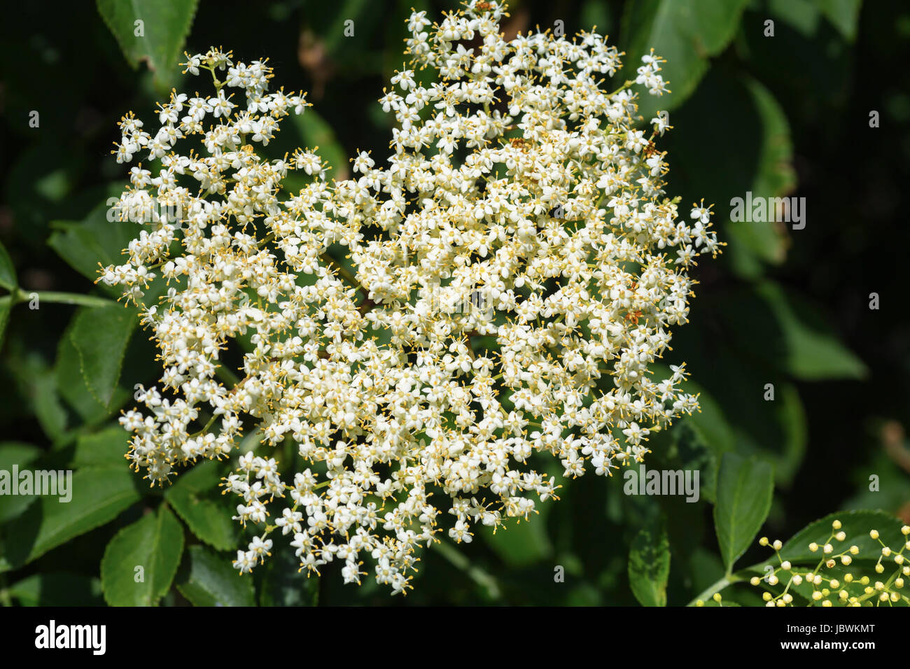 Holunderblüte in Nahaufnahme Stock Photo - Alamy