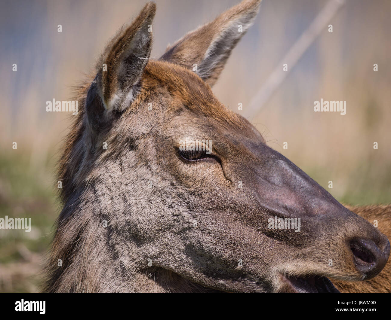 Close side view of a female red deer Stock Photo - Alamy