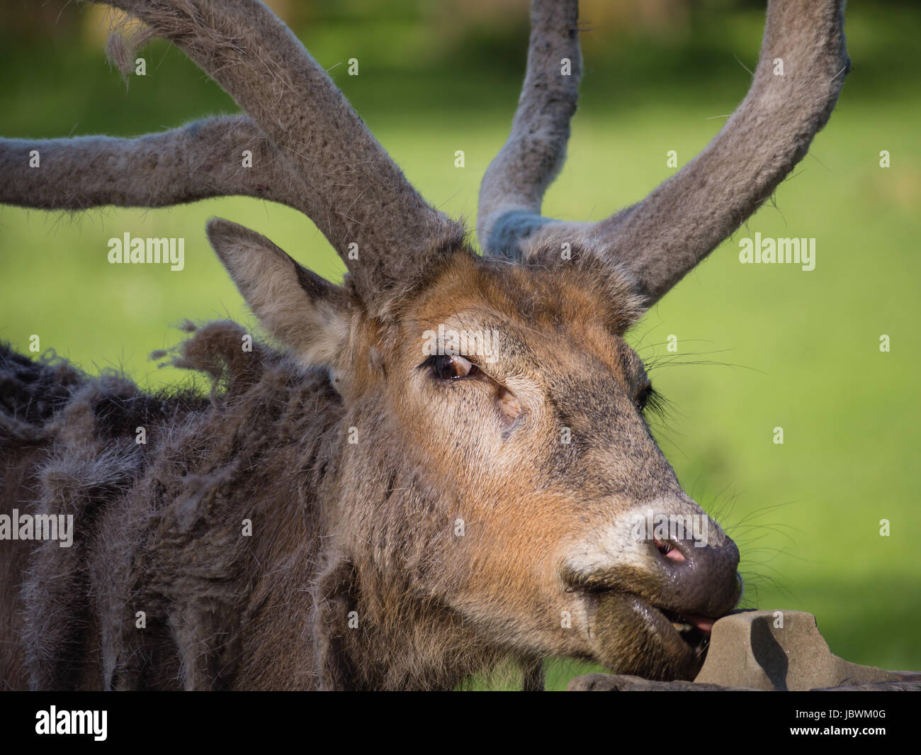 Father David Deer High Resolution Stock Photography and Images - Alamy