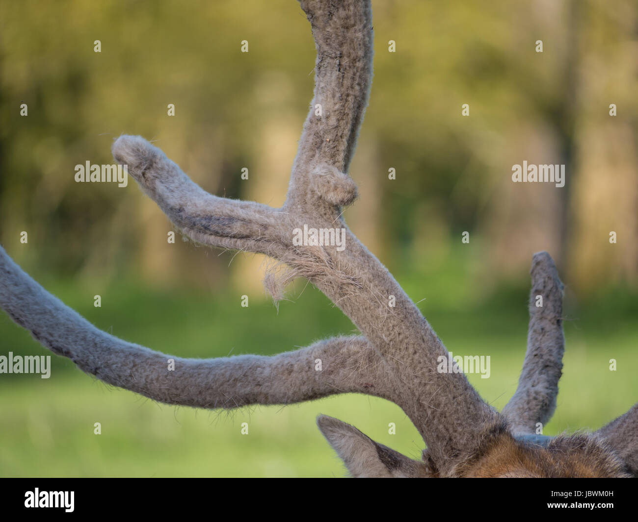 Horns covered by skin hi-res stock photography and images - Alamy