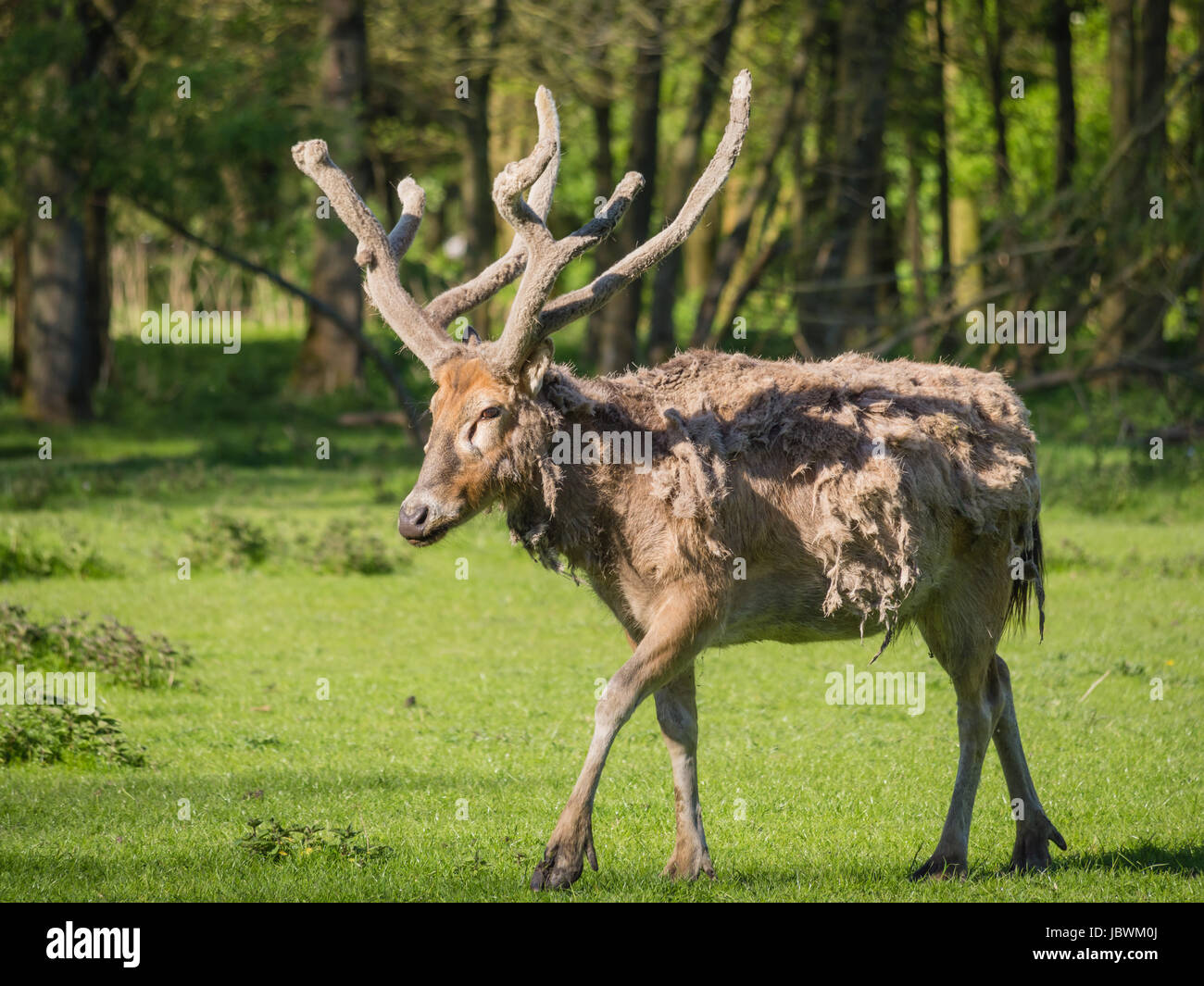 A father David's Deer molting his coat Stock Photo - Alamy