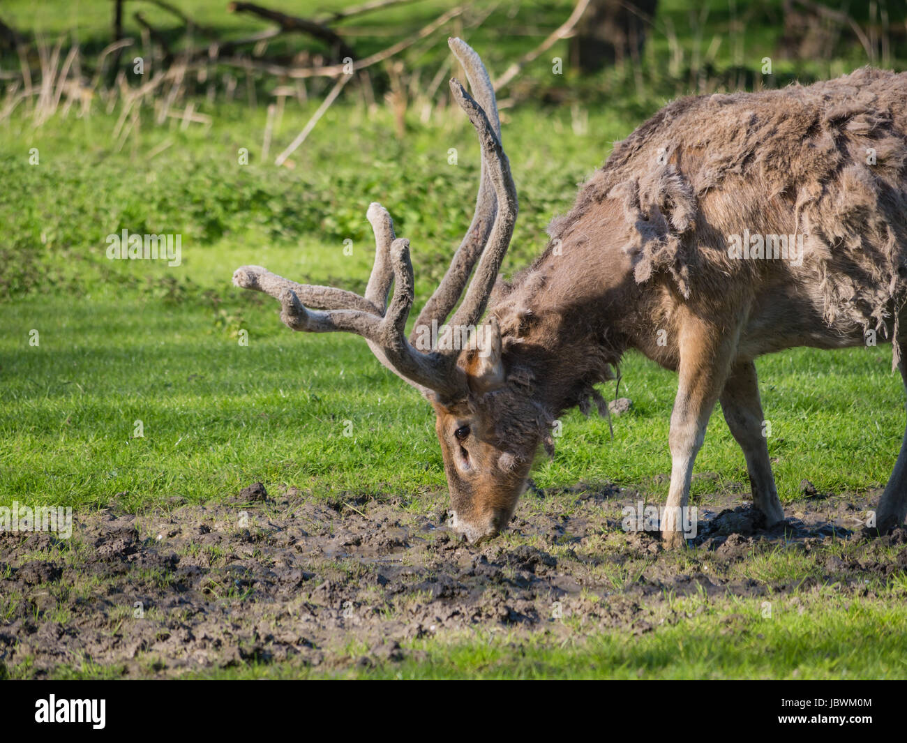 A father David's Deer molting his coat Stock Photo - Alamy