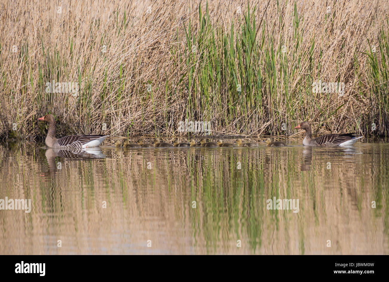 Two adult geese and their new-born goslings Stock Photo - Alamy