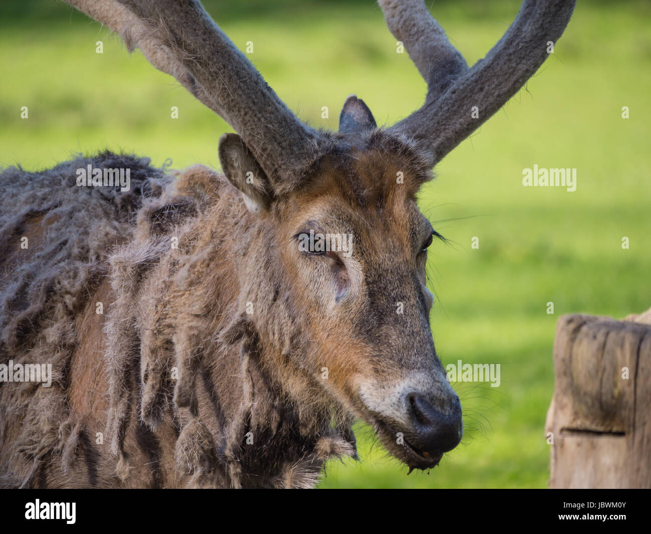 Father david deer hi-res stock photography and images - Alamy