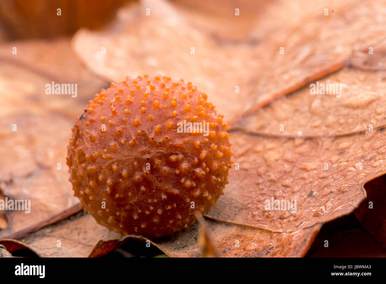Big oak apple on leaf (common oak gall wasp Stock Photo - Alamy