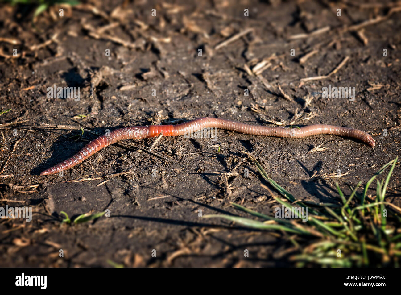 Closeup of a long Earthworm - Lumbricus terrestris Stock Photo - Alamy