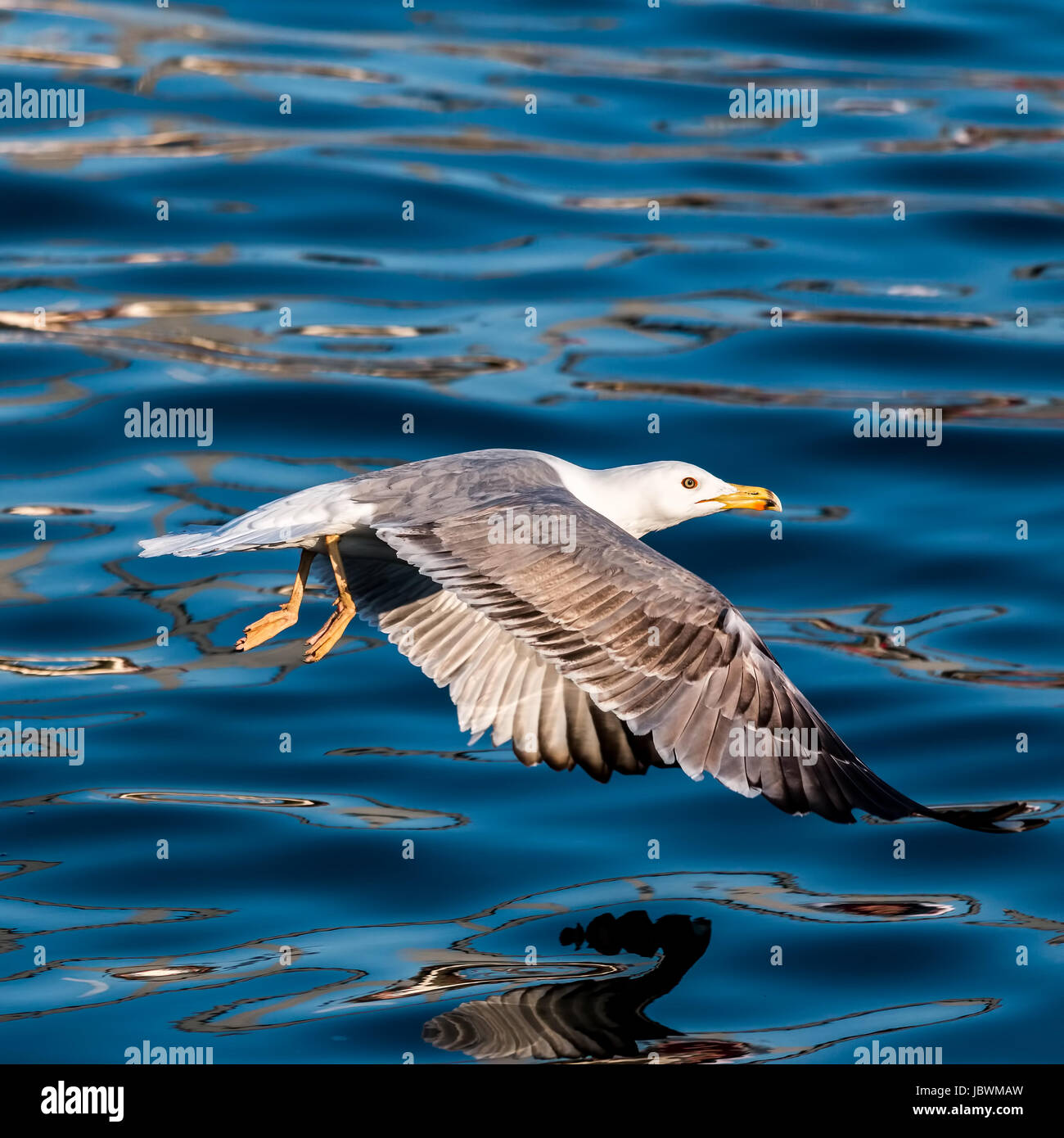 Young seagull flying over the lake Stock Photo - Alamy