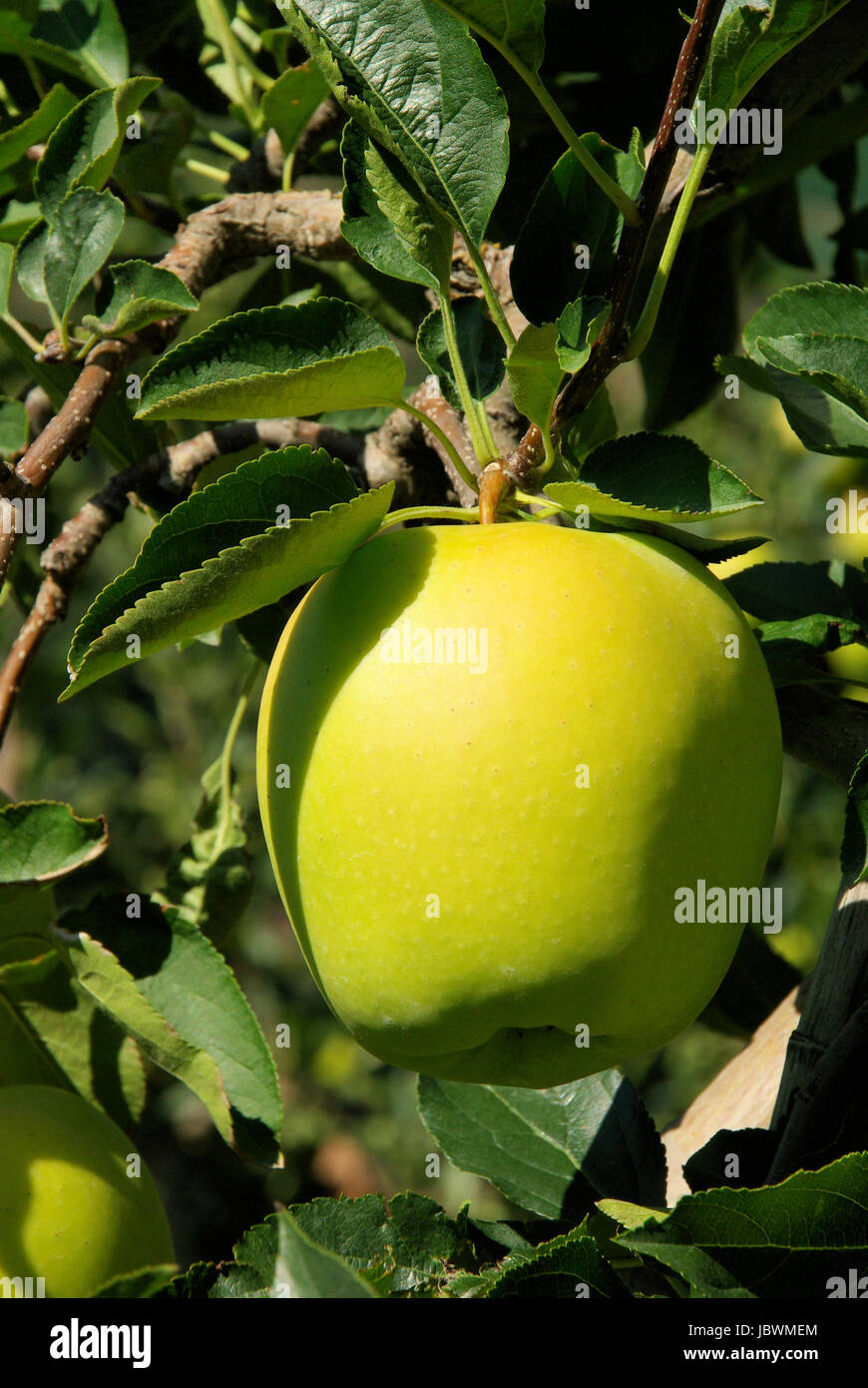 Apfel am Baum - apple on tree 59 Stock Photo - Alamy