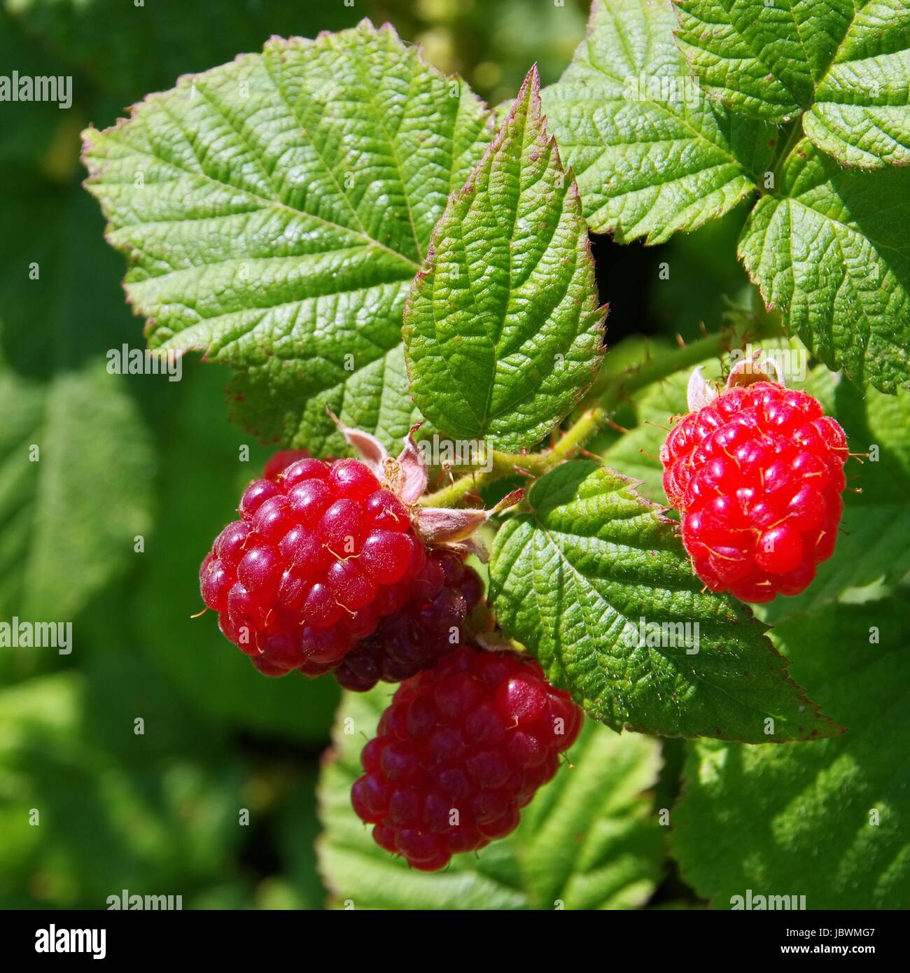 Brombeere rubus fruticosus hi-res stock photography and images - Alamy