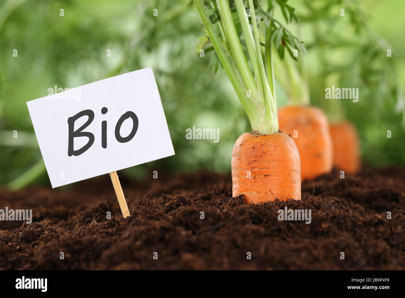 Frische Bio Karotten im Gemüse Garten in der Natur Stock Photo - Alamy