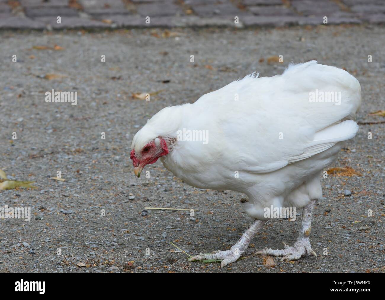 Courtyard animal hi-res stock photography and images - Alamy