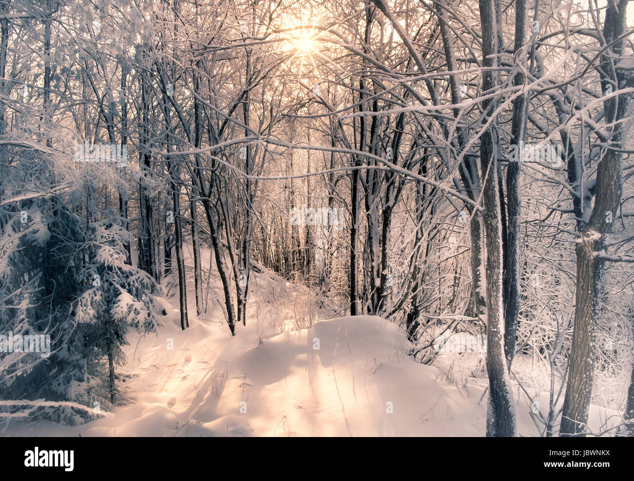 Scenic landscape with morning light at winter in forest Stock Photo - Alamy