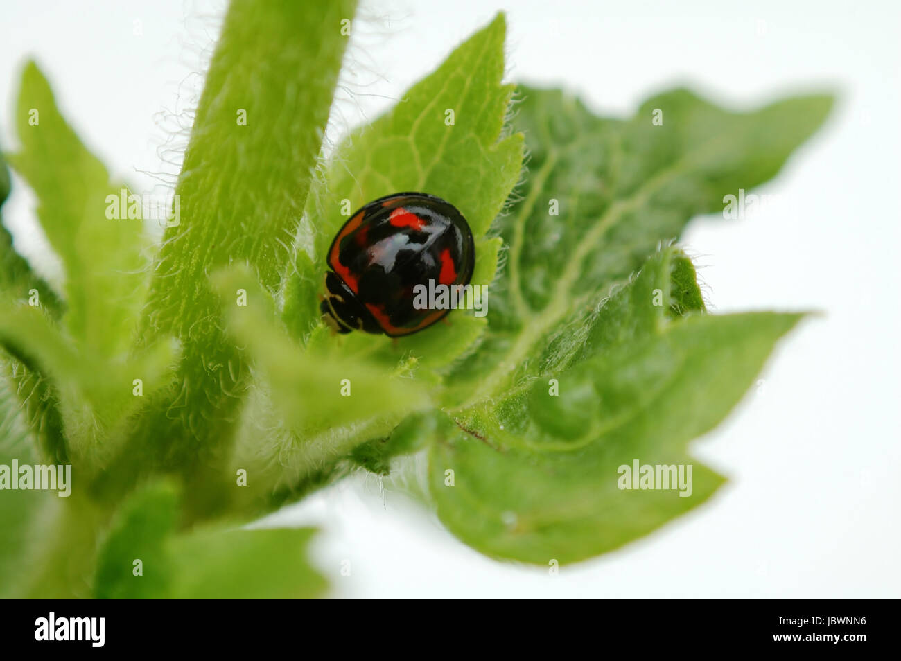 A photo taken from top view of a ladybird Stock Photo - Alamy