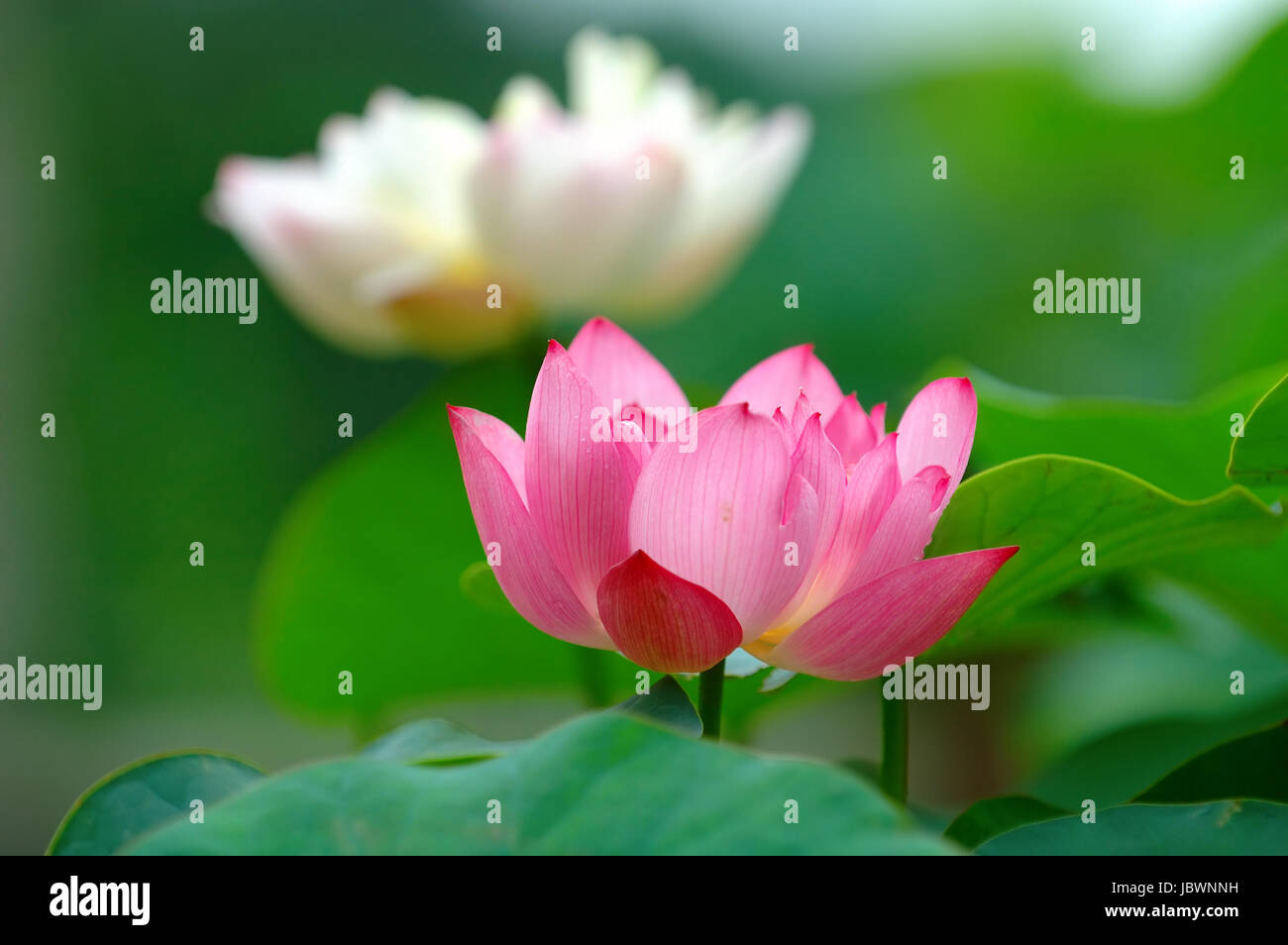 The view of two lotus flowers over green Stock Photo - Alamy