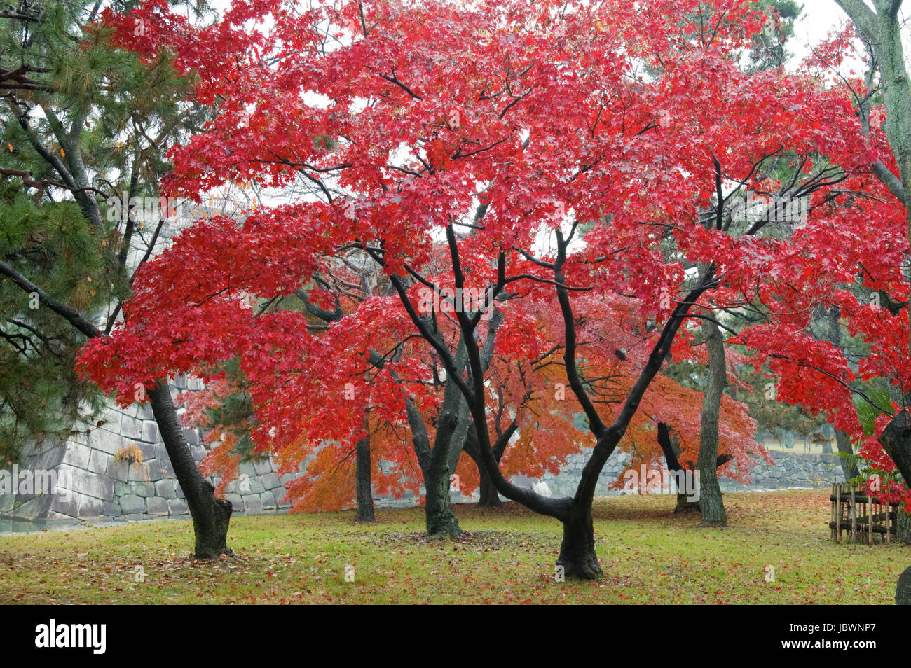 The red maple trees in japanese garden Stock Photo - Alamy