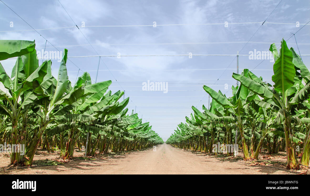 Road stretches to the horizon in palm orchard between banana trees rows ...