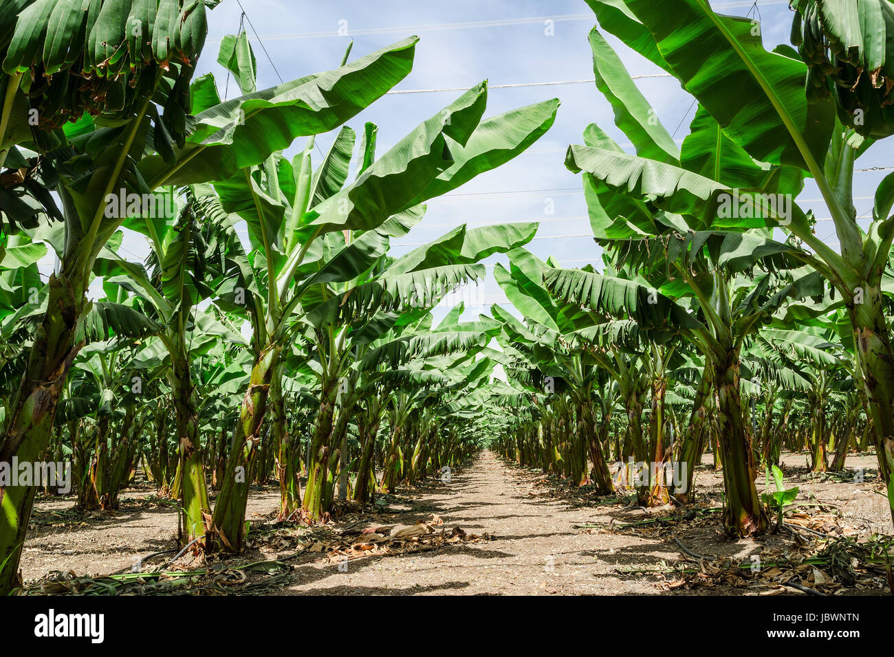Sunny perspective trail between banana palm trees rows in orchard ...