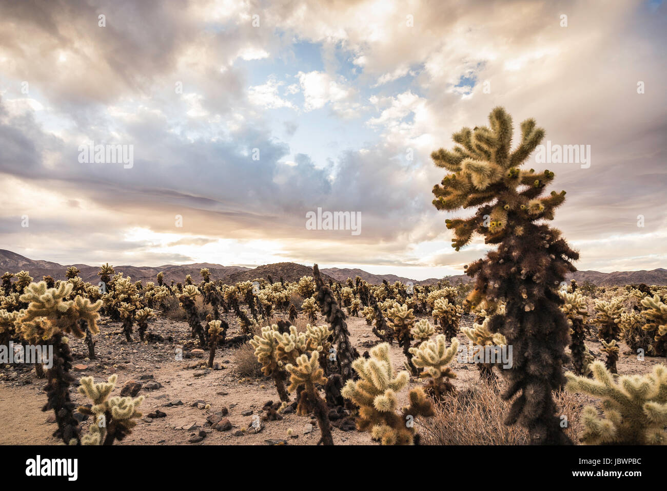 Landscape view with cacti in Joshua Tree National Park, California, USA ...