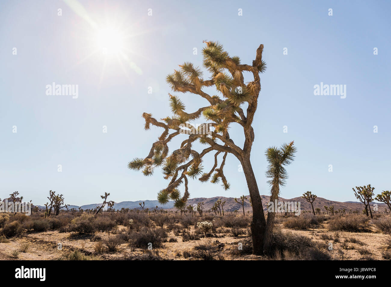 Landscape and joshua trees in Joshua Tree National Park at dusk ...