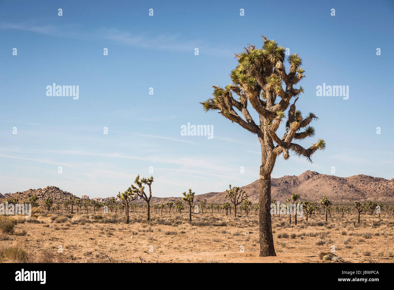 Landscape and joshua trees in Joshua Tree National Park at dusk ...