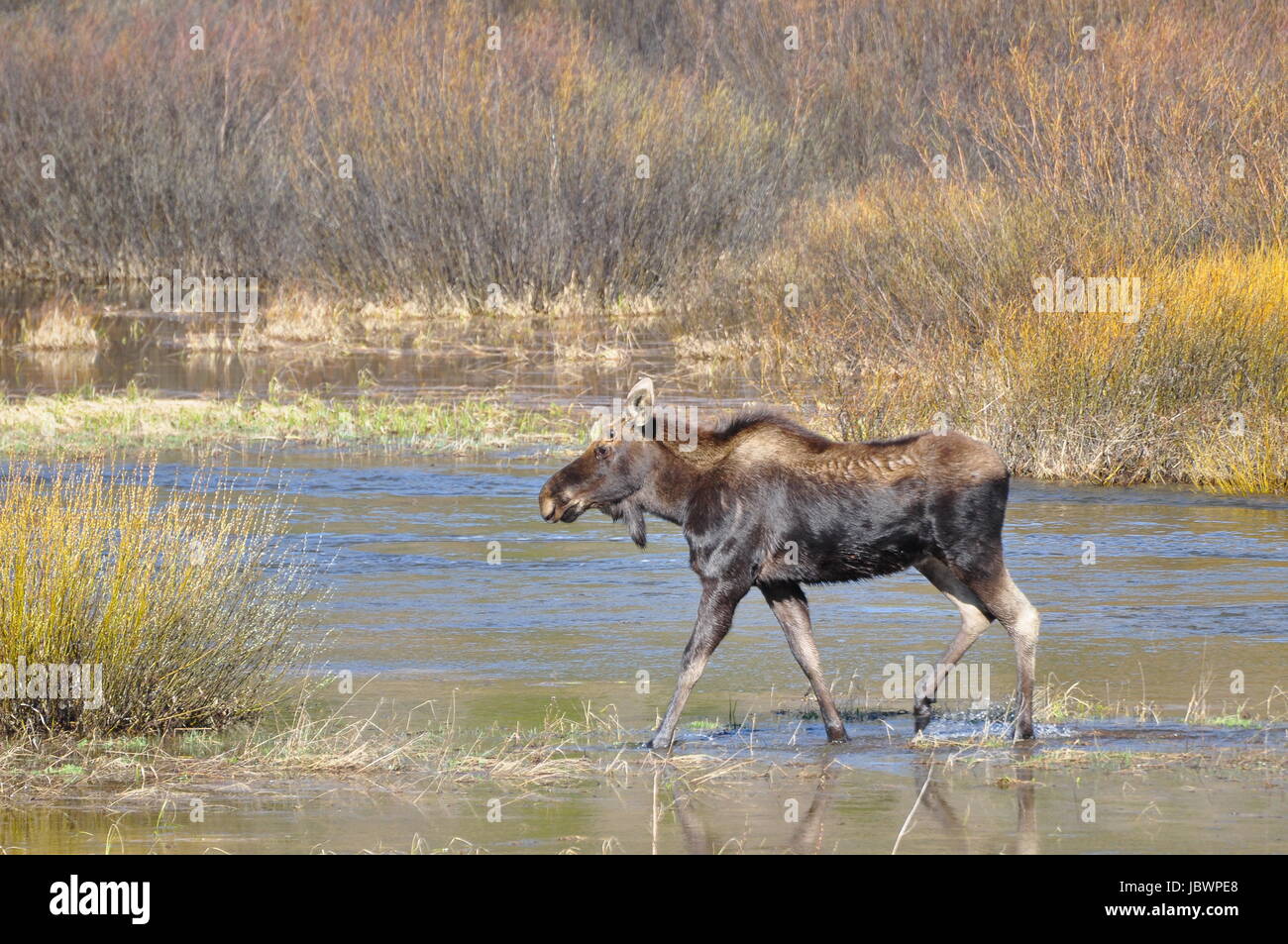 Obsidian creek in yellowstone hi-res stock photography and images - Alamy