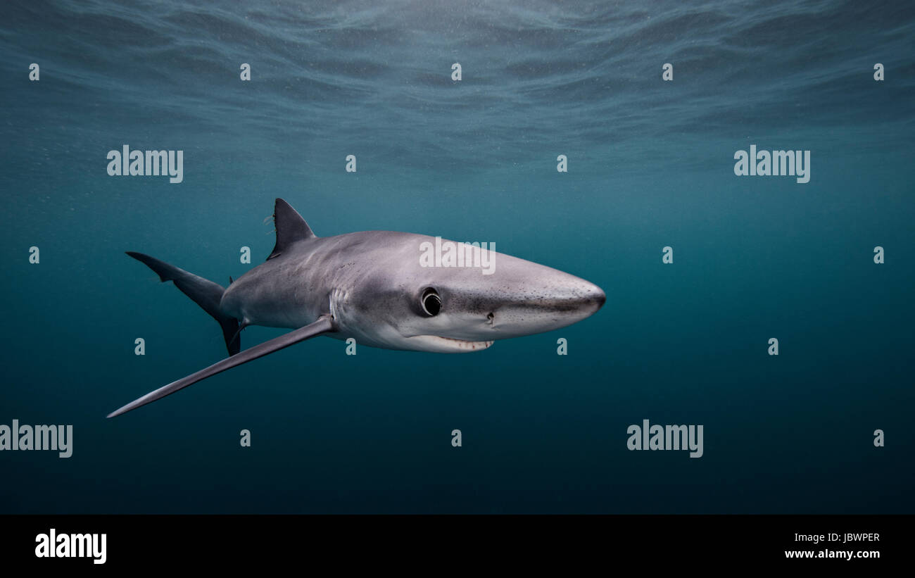 Blue Shark, underwater view, San Diego, California, USA Stock Photo - Alamy