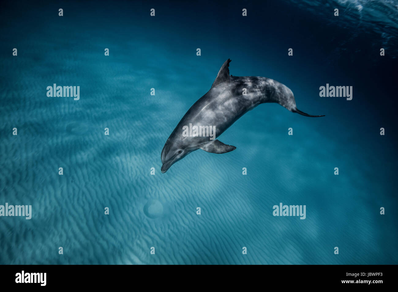Caribbean dolphin underwater hi-res stock photography and images - Alamy