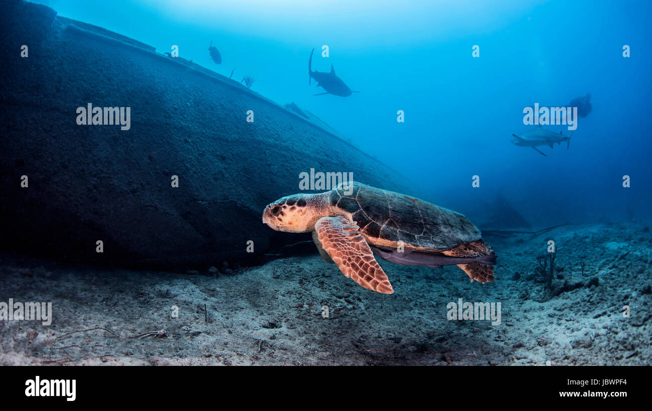 Sea Turtle, underwater view, Nassau, Bahamas Stock Photo - Alamy