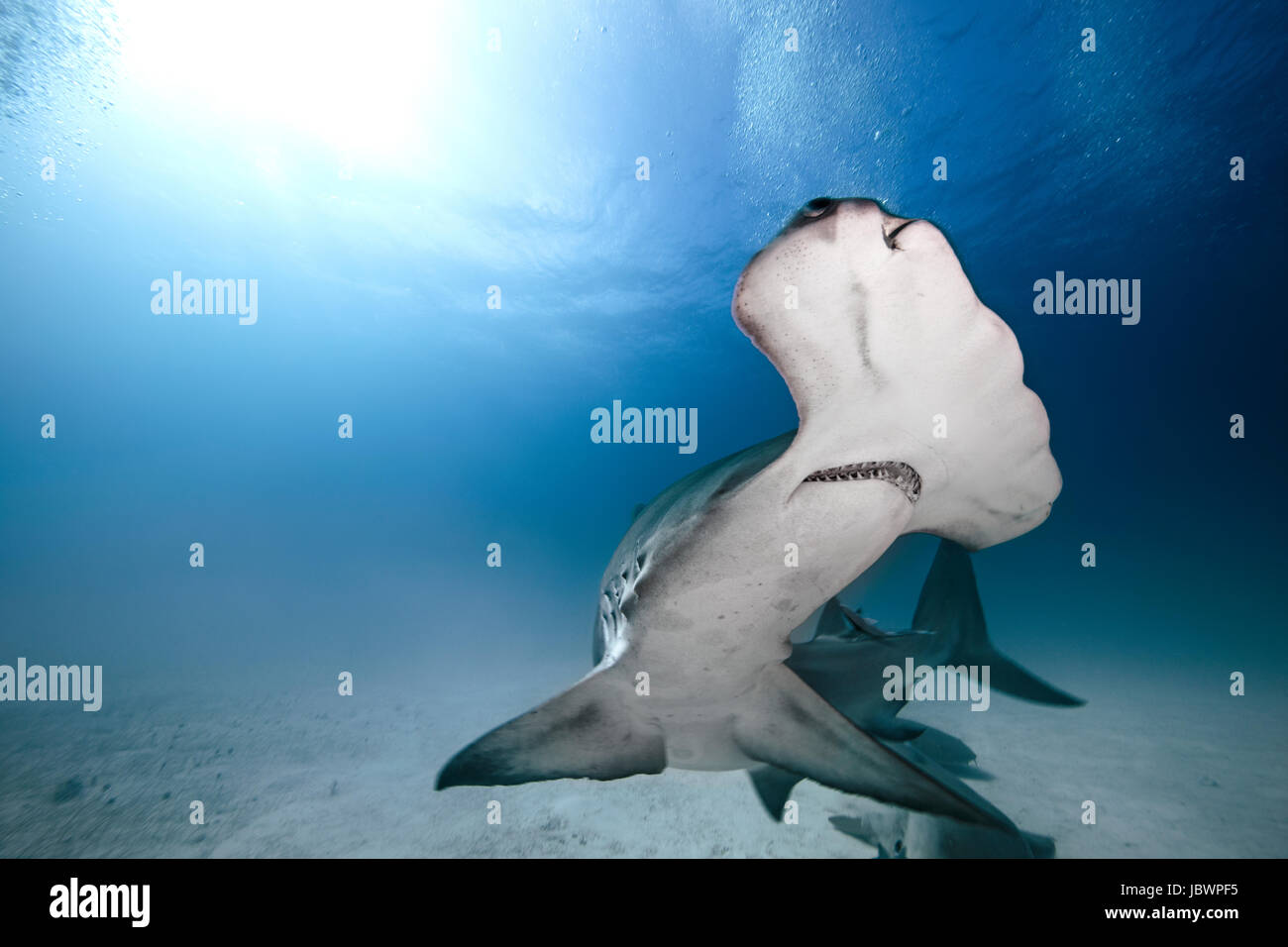 Hammerhead Shark, underwater view, Bimini, Bahamas Stock Photo - Alamy