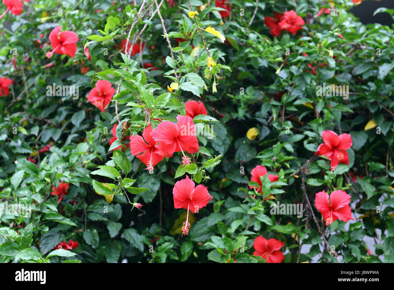 Red Hibiscus flower (Hibiscus rosa-sinensis Stock Photo - Alamy