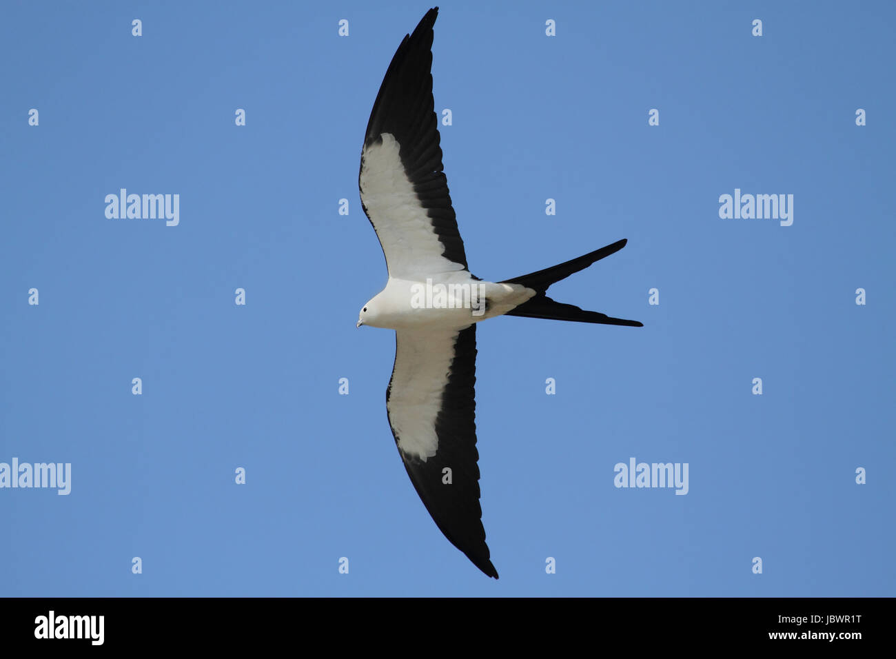 Swallow-tailed Kite (Elanoides forficatus) in flight hunting in the ...
