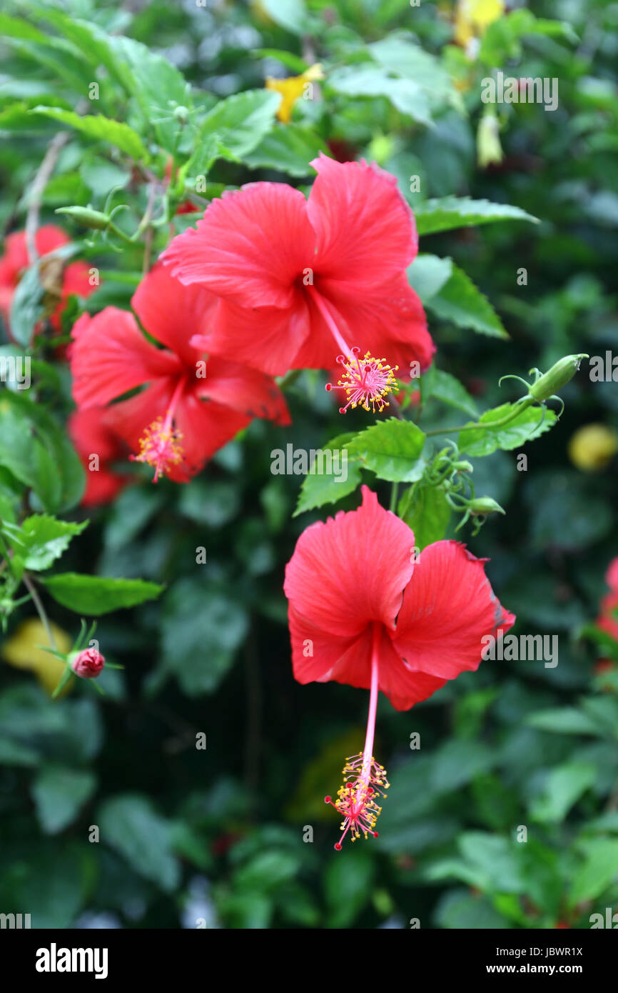 Red Hibiscus flower (Hibiscus rosa-sinensis Stock Photo - Alamy