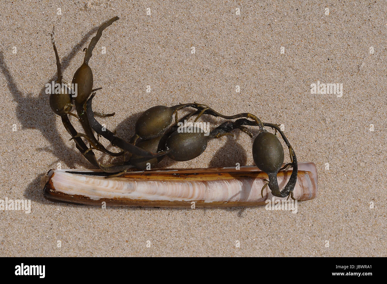 Clams algae hi-res stock photography and images - Alamy