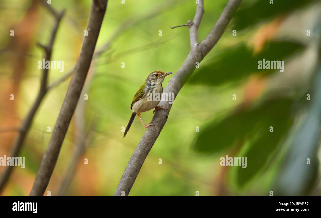 Common tailorbird ( Orthotomus sutorius ) on a branch. Buriram ...