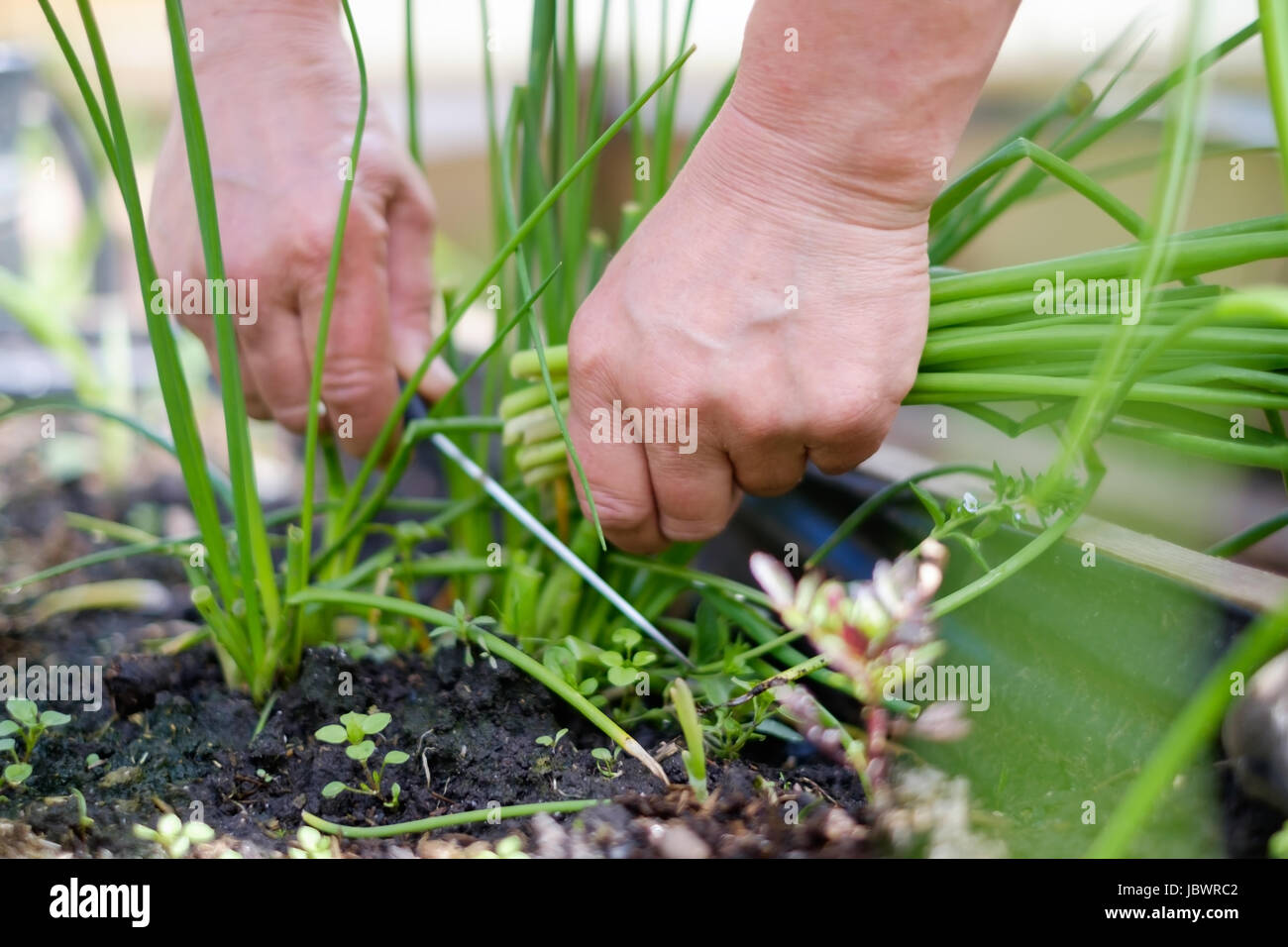 Bunch of freshly cut green onions on the farm. Farmer cut grass for ...