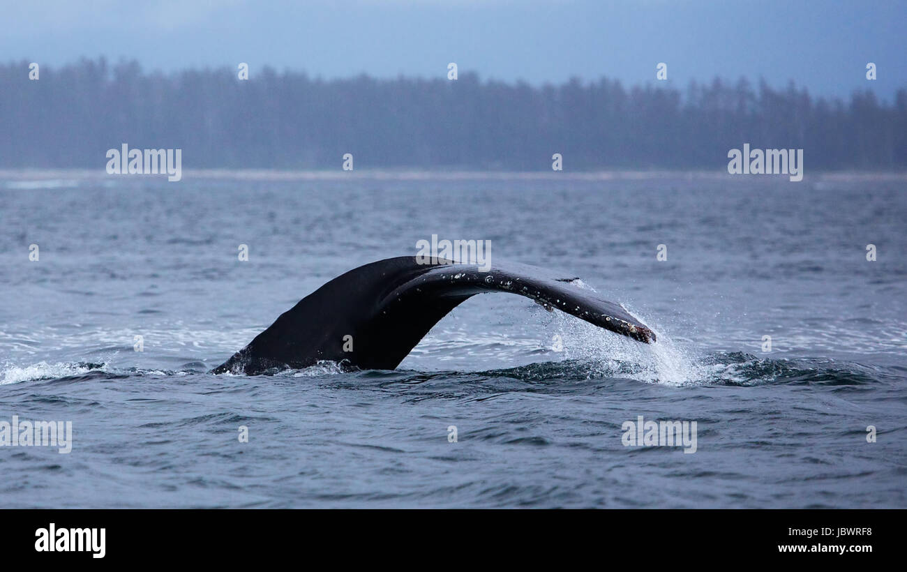 Side view of Humpback wall going for a dive Stock Photo - Alamy