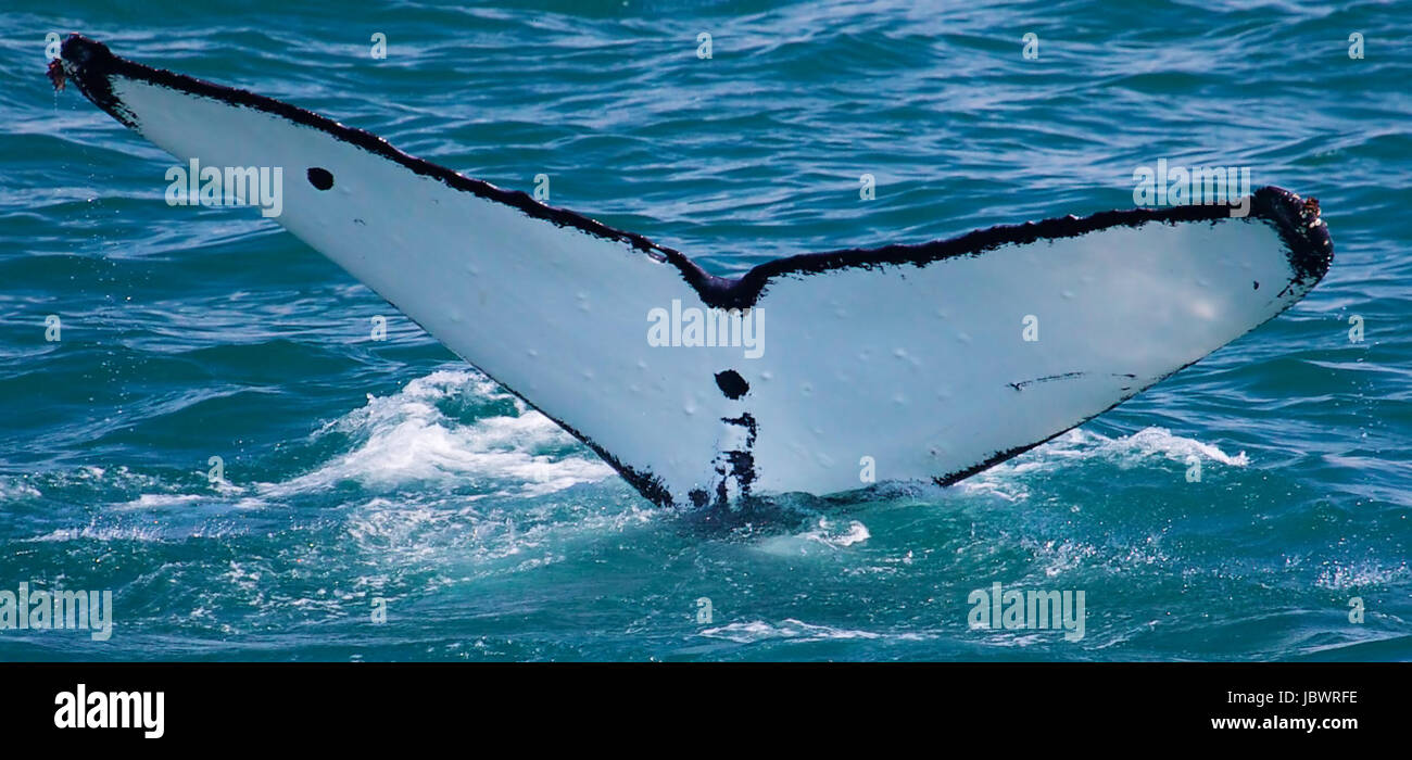 Full image of Alaskan Humpback tail going for a dive Stock Photo - Alamy