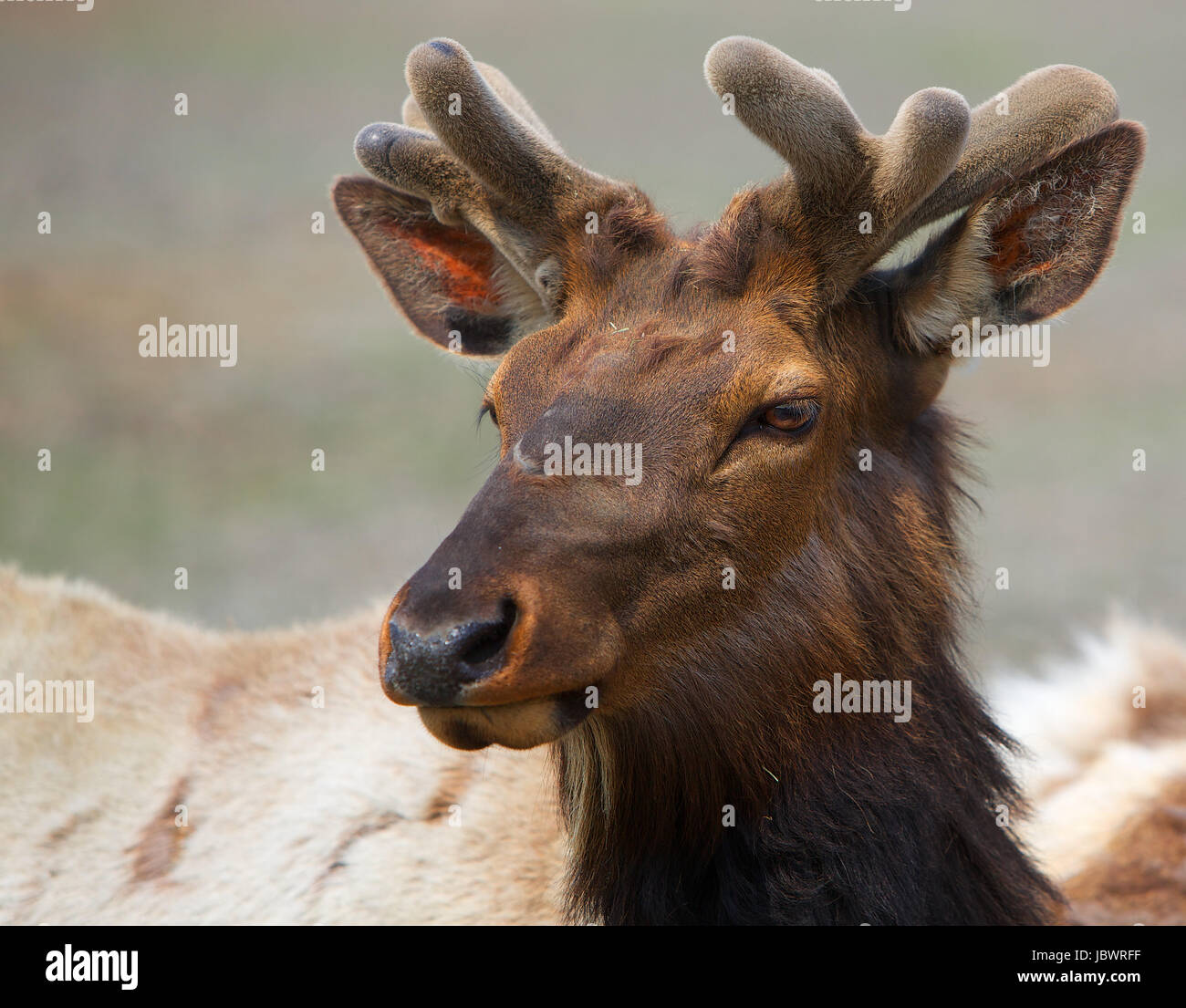 Young Brown Caribou head with small antlers Stock Photo - Alamy