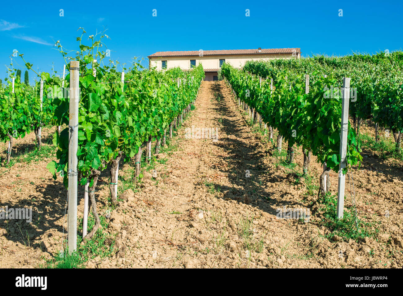 Vine plantations farmhouse in hi-res stock photography and images - Alamy