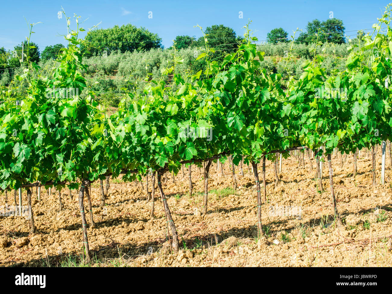 Vine plantations farmhouse in hi-res stock photography and images - Alamy