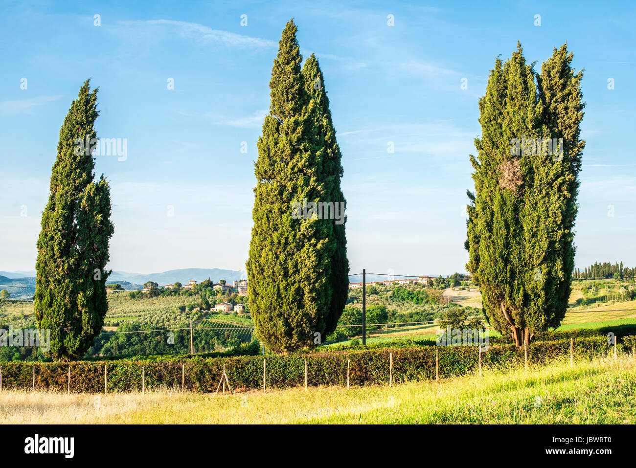 Cypress tree in Toscana, Italy Stock Photo - Alamy