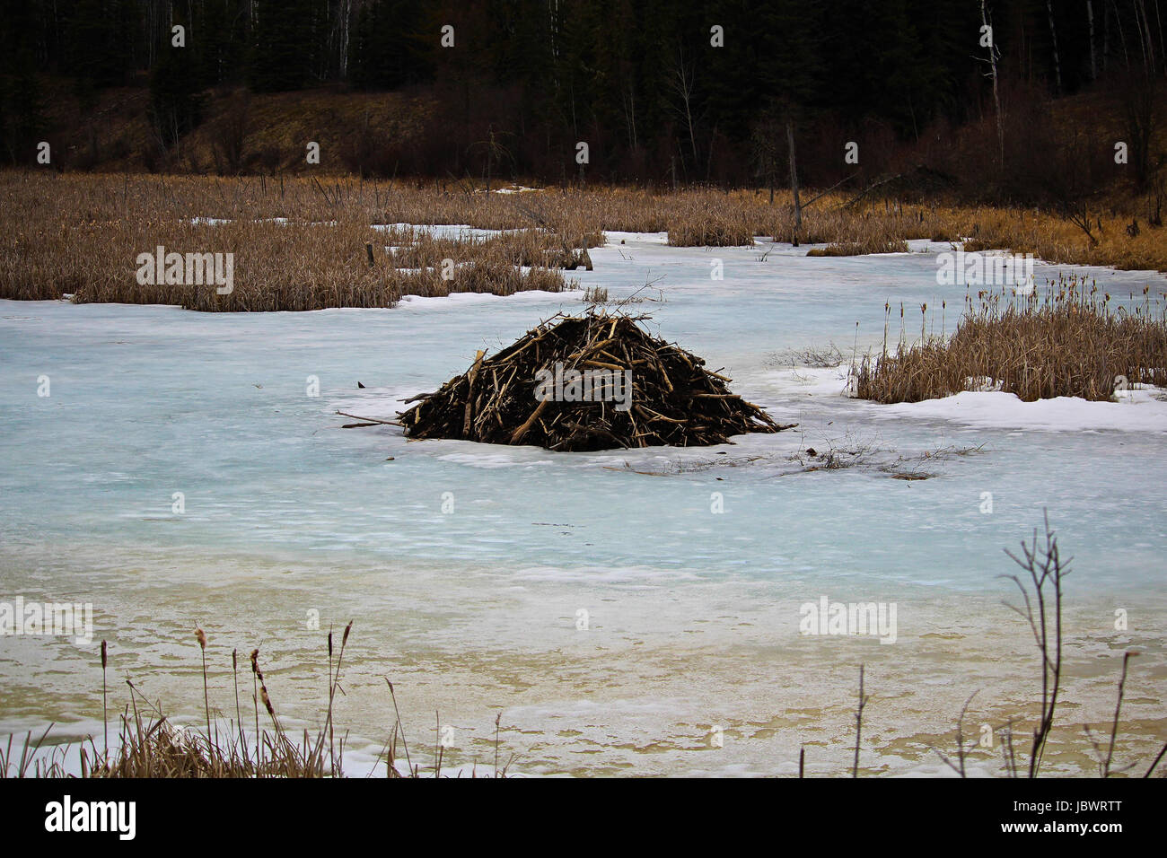 Beaver lodge on a frozen pond Stock Photo - Alamy