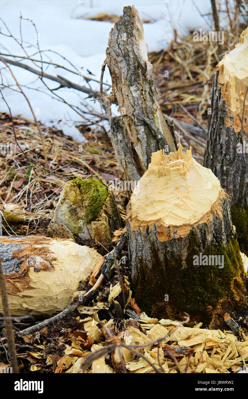 Beaver Tree Chew Stock Photos & Beaver Tree Chew Stock Images - Alamy