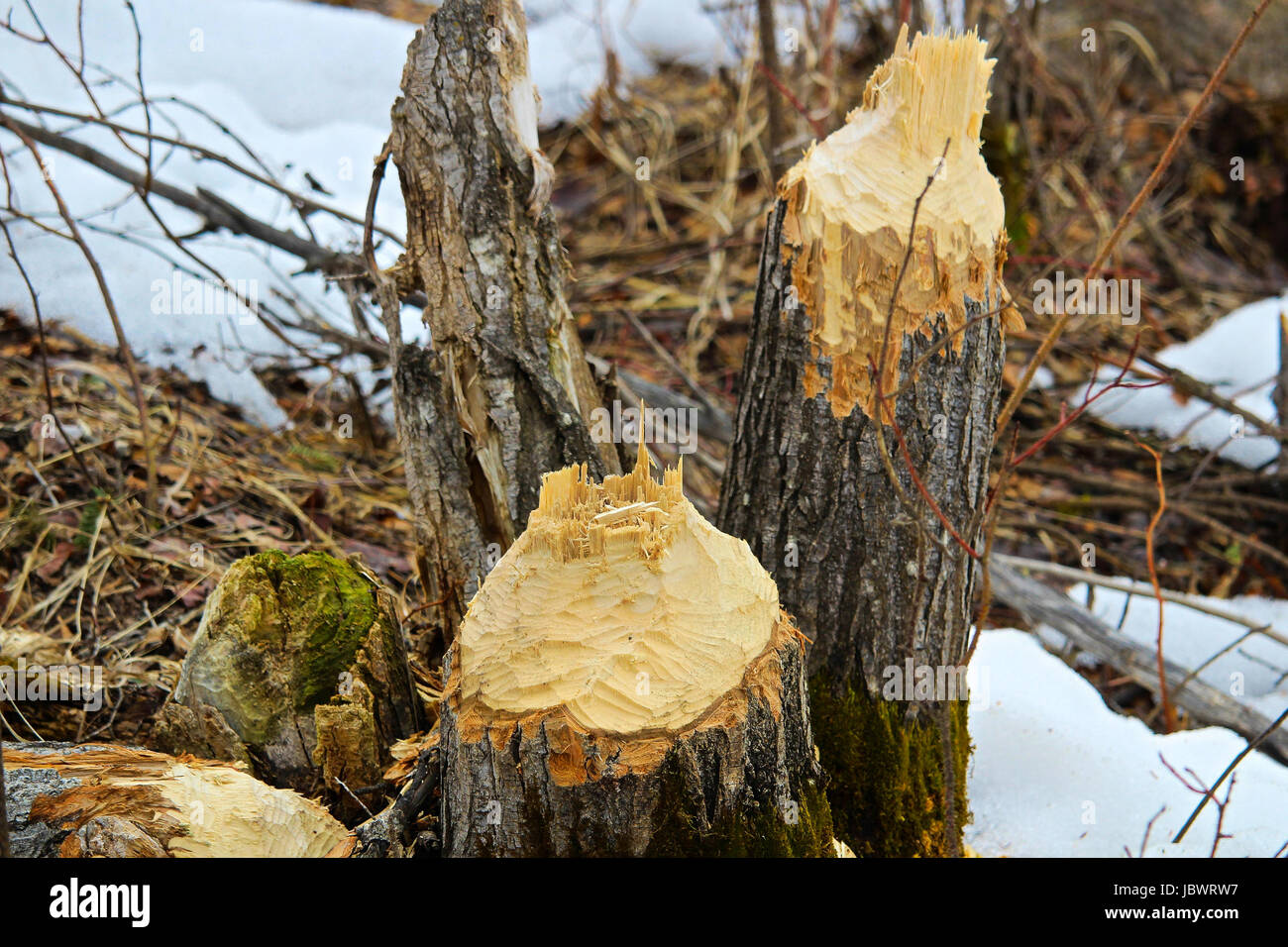 Two trees felled by beavers with snow in the background Stock Photo - Alamy
