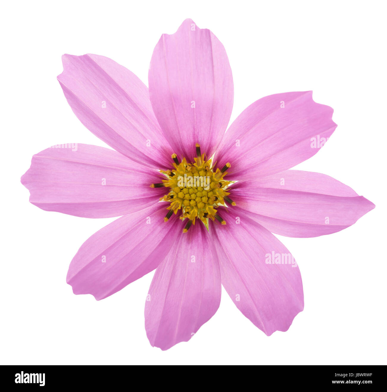 Beautiful pink cosmos flowers hi-res stock photography and images - Alamy